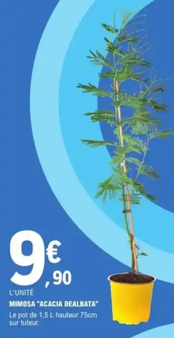 Promotion Exclusives de 1 Mimosa : Découvrez l'Offre incontournable